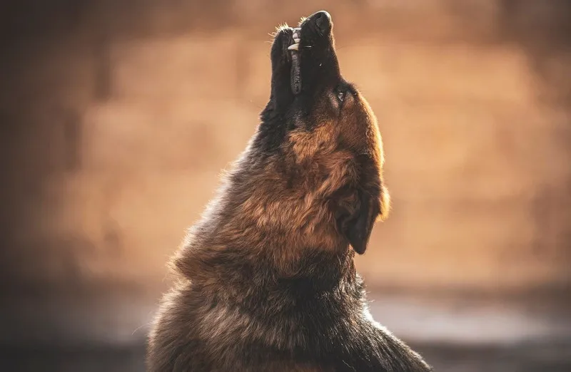 "Werwolf-Syndrom" bei Hunden
