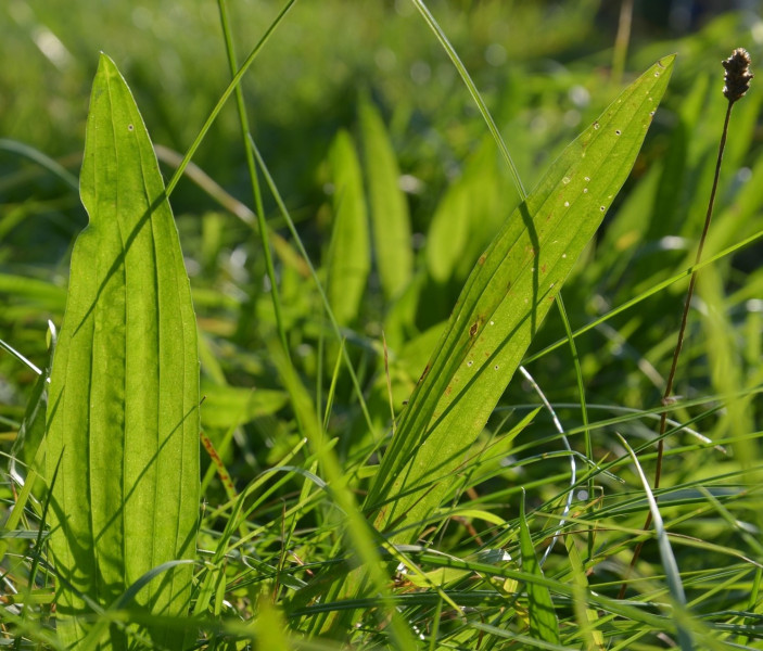 Spitzwegerich (Plantago lanceolata): Hustenhemmer & Wundheiler - DigiDogs