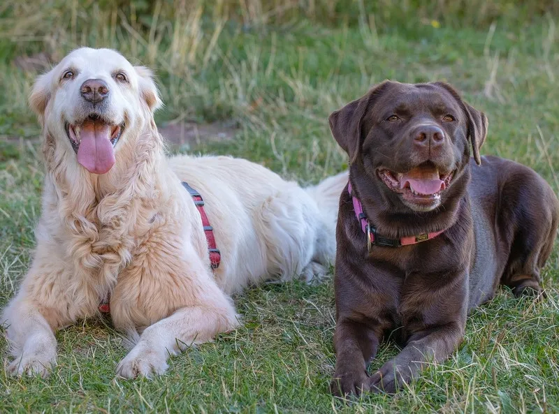 Die 6 Retriever-Rassen