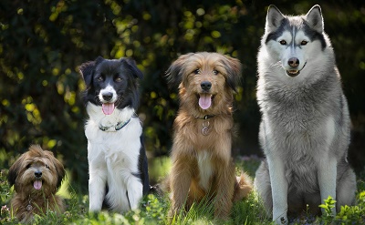 Beliebte Hunderassen - Lernt mit DigiDogs zu welchem Hund ihr passt
